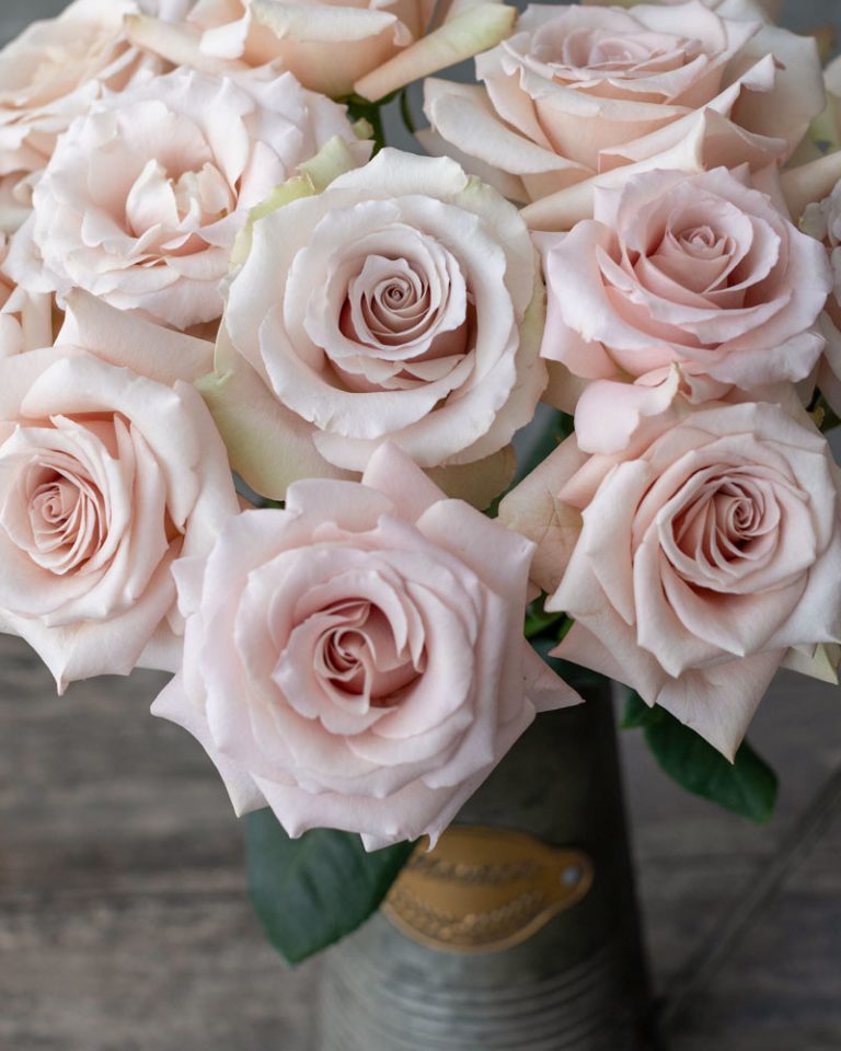 Quicksand Rose | Fresh Flowers Online & Wholesale Roses | Buy Roses ...