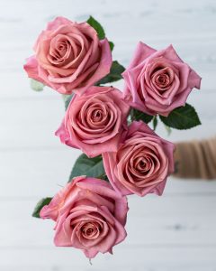 Barista Rose | Fresh Flowers Online & Wholesale Roses | Buy Roses From ...