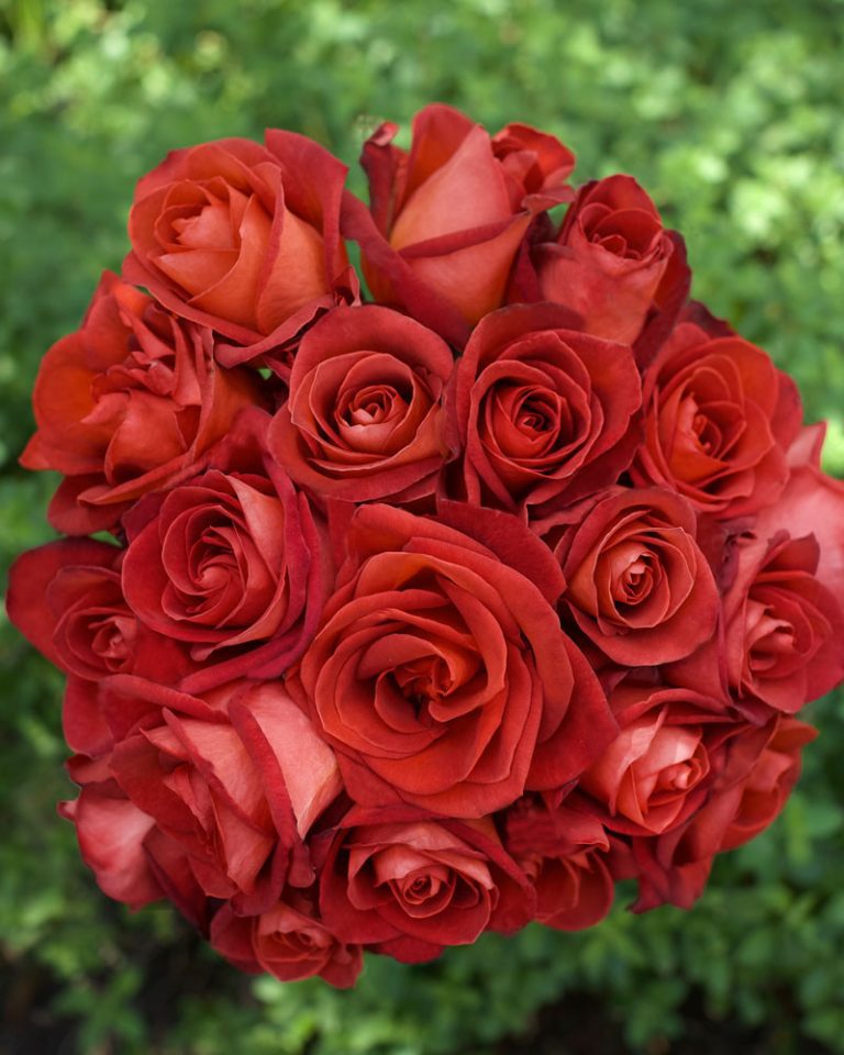 Café Del Mar Rose | Fresh Flowers Online & Wholesale Roses | Buy Roses ...