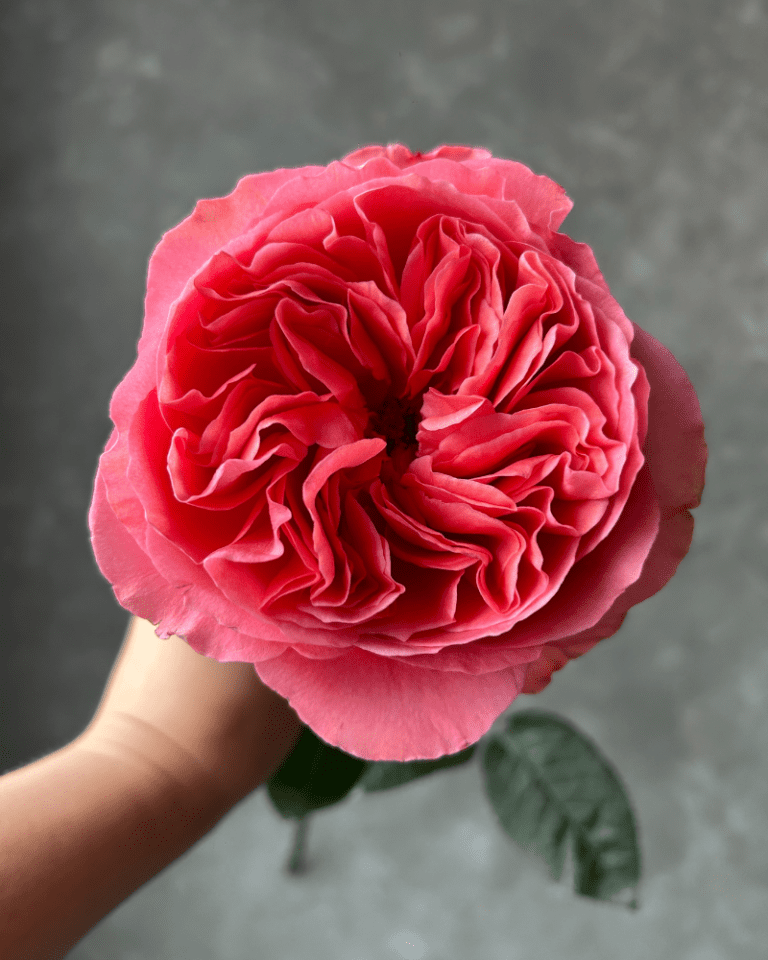 Candy Xpression Rose | Fresh Flowers Online & Wholesale Roses | Buy ...