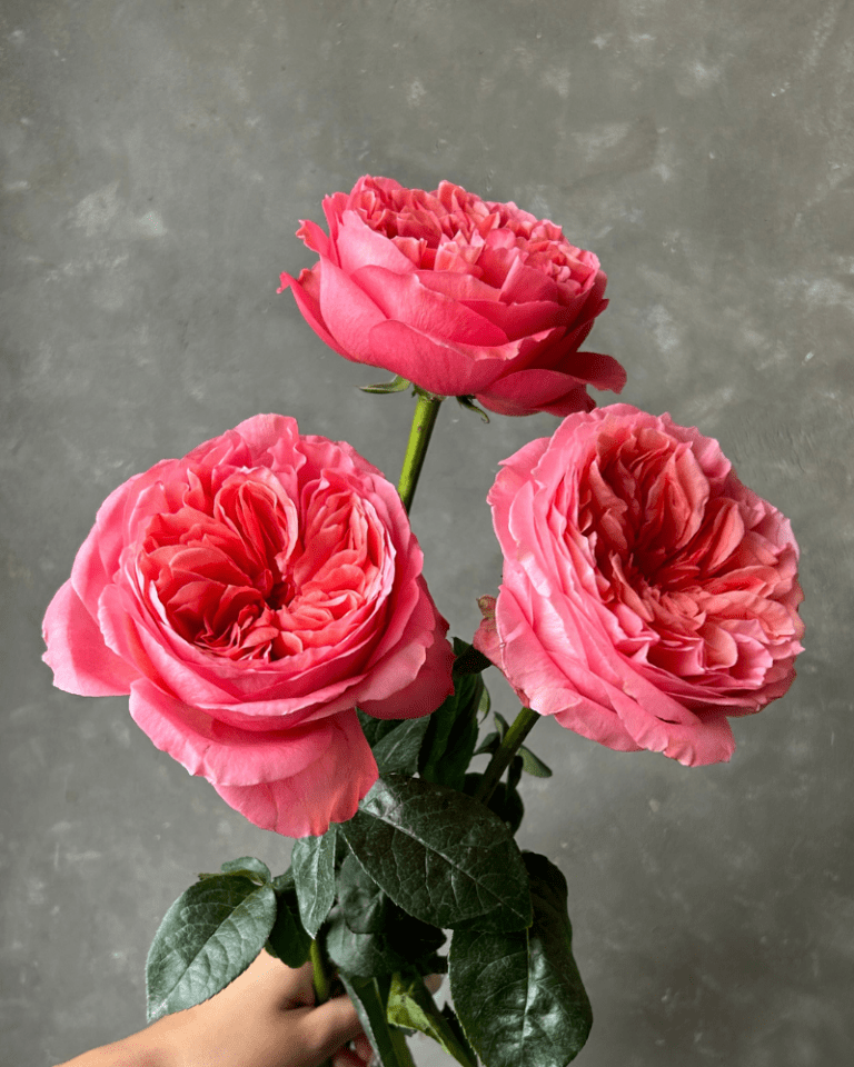 Candy Xpression Rose | Fresh Flowers Online & Wholesale Roses | Buy ...
