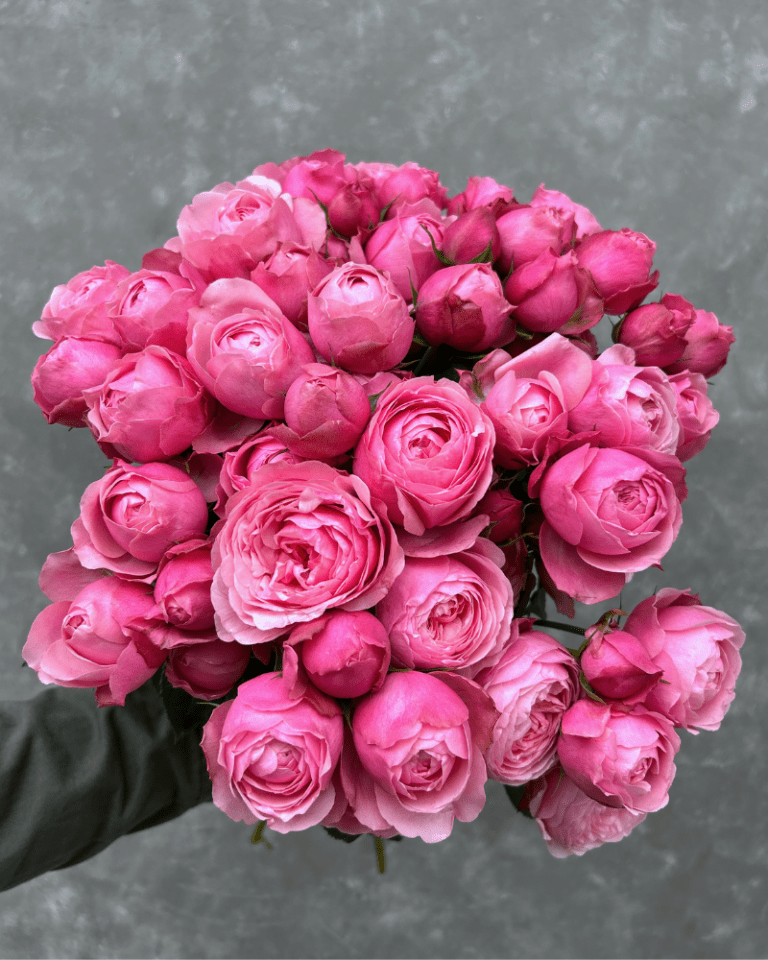 Silva Pink Spray | Fresh Flowers Online & Wholesale Roses | Buy Roses ...