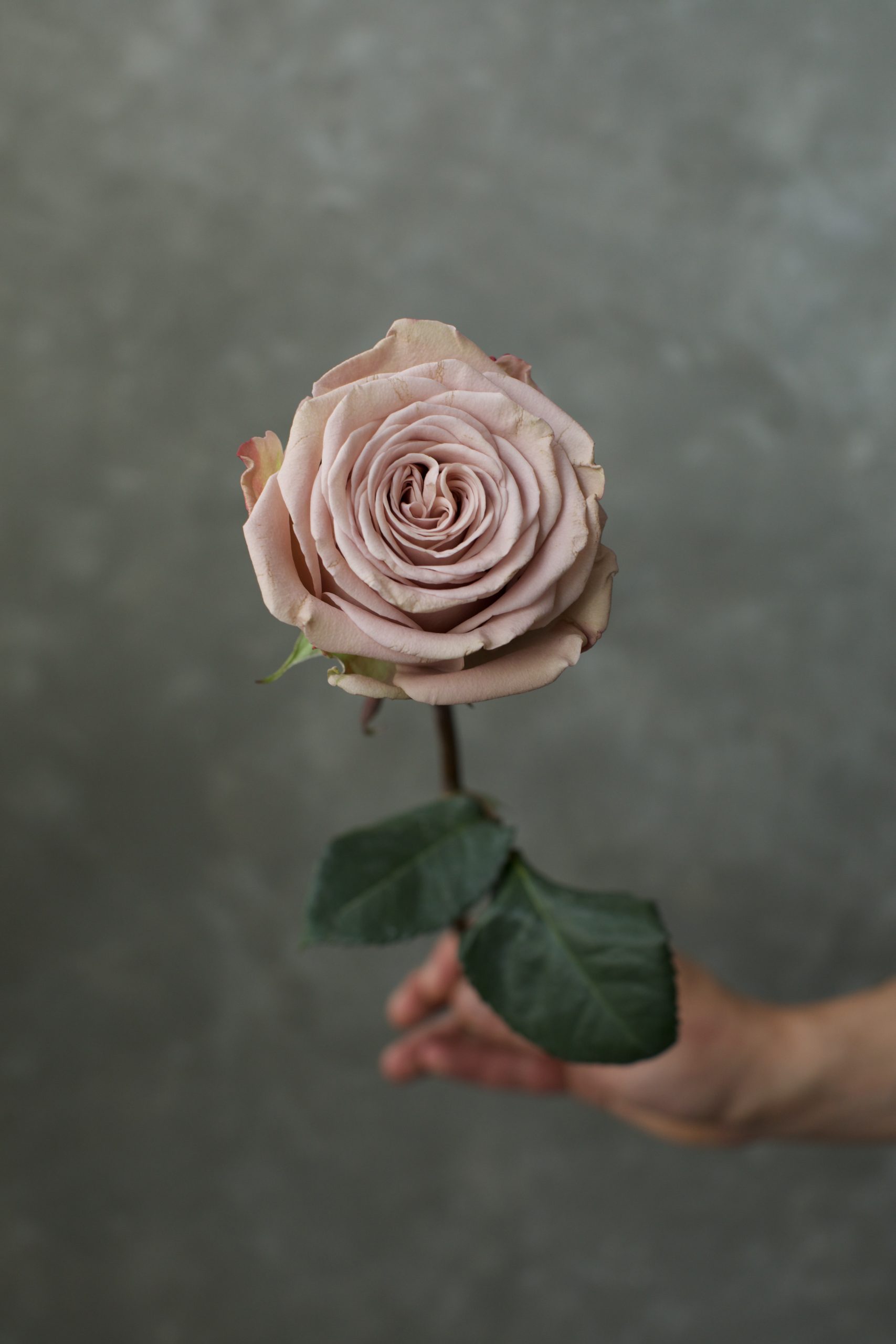 Magic Mocca Rose | Fresh Flowers Online & Wholesale Roses | Buy Roses ...