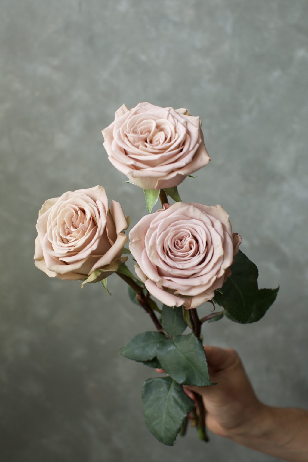 Magic Mocca Rose | Fresh Flowers Online & Wholesale Roses | Buy Roses ...
