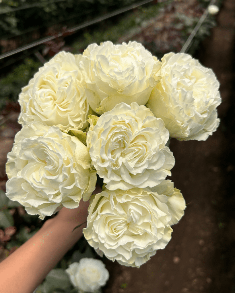 Dreamer Spray Rose | Fresh Flowers Online & Wholesale Roses | Buy Roses ...