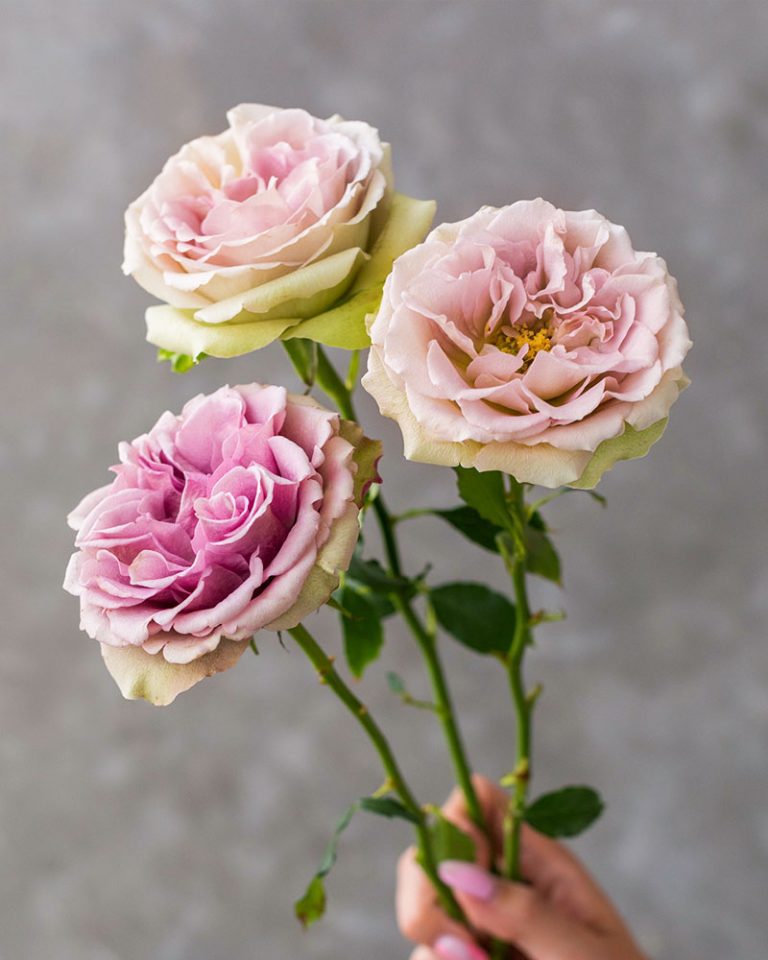 Fresh Flowers Online & Wholesale Roses | Buy Roses From Ecuador