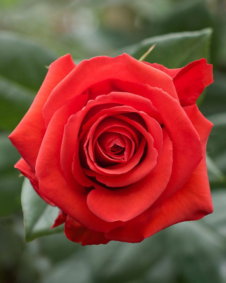 Nina Rose | Fresh Flowers Online & Wholesale Roses | Buy Roses From Ecuador